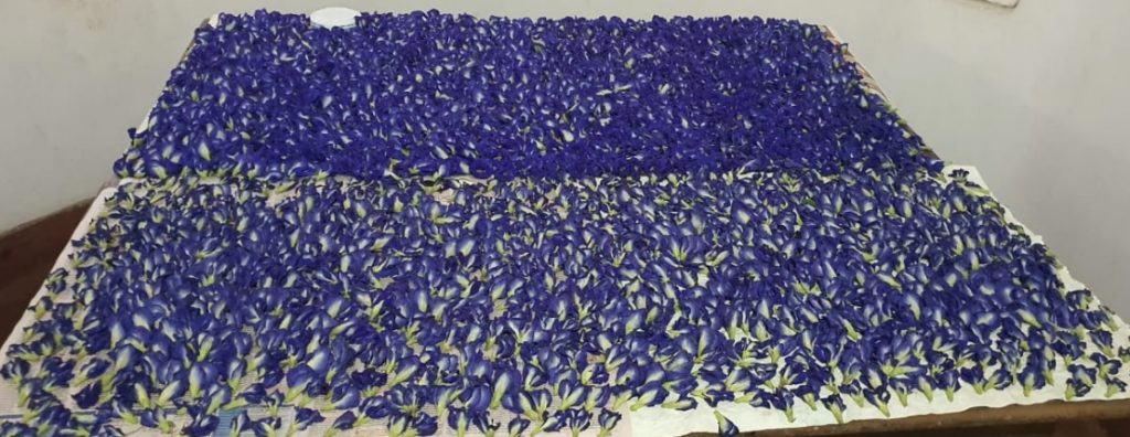 Blue Butterfly Pea flowers (Clitoria Ternatea) –Nil Katarolu-Dried ...